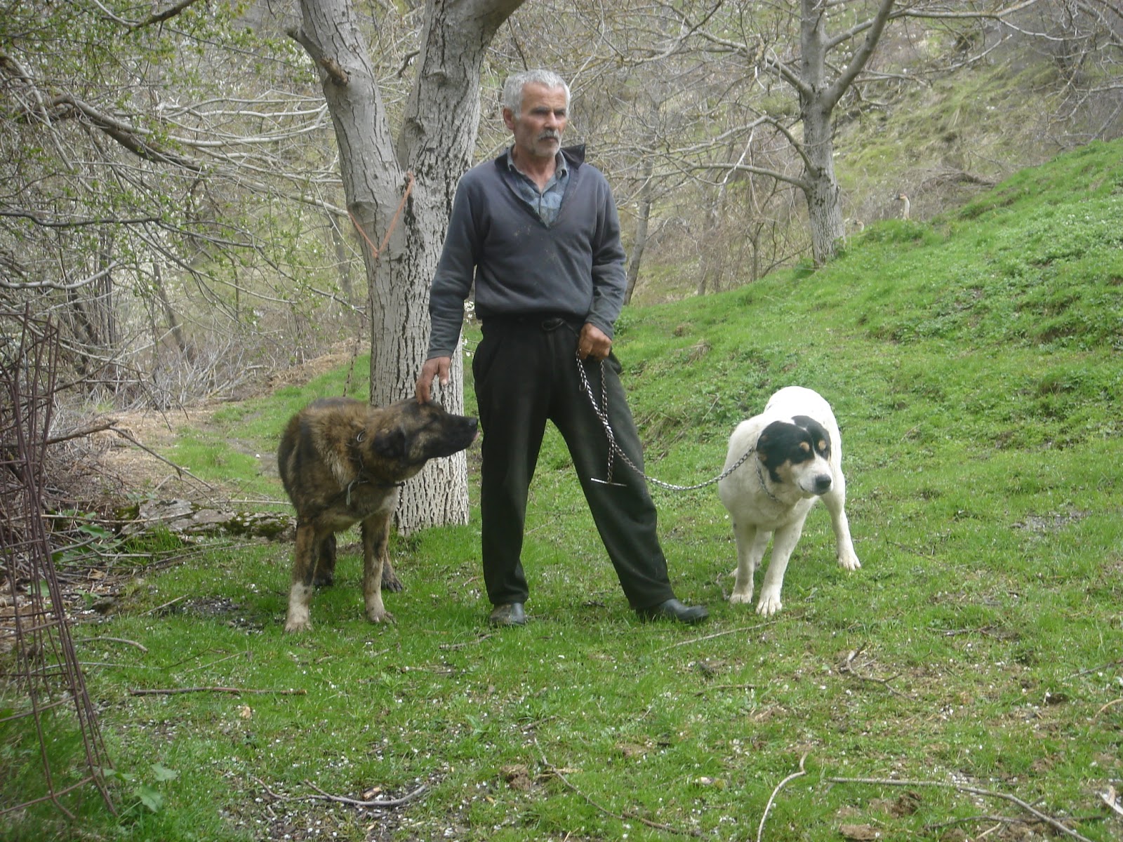 Η Φάρμα μας: Σκυλιά ελληνικός ποιμενικός