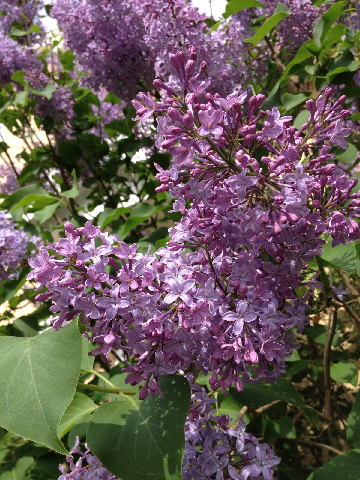 Ängs Gård, trädgård & hantverk: Syrentid