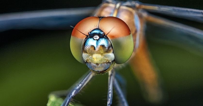 10 interesting facts about flies you never knew - Maarkets