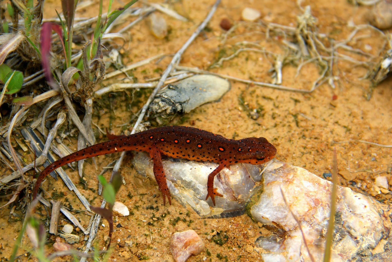 Hoot Owl Karma: Eye of Newt and Red Spots, Too!
