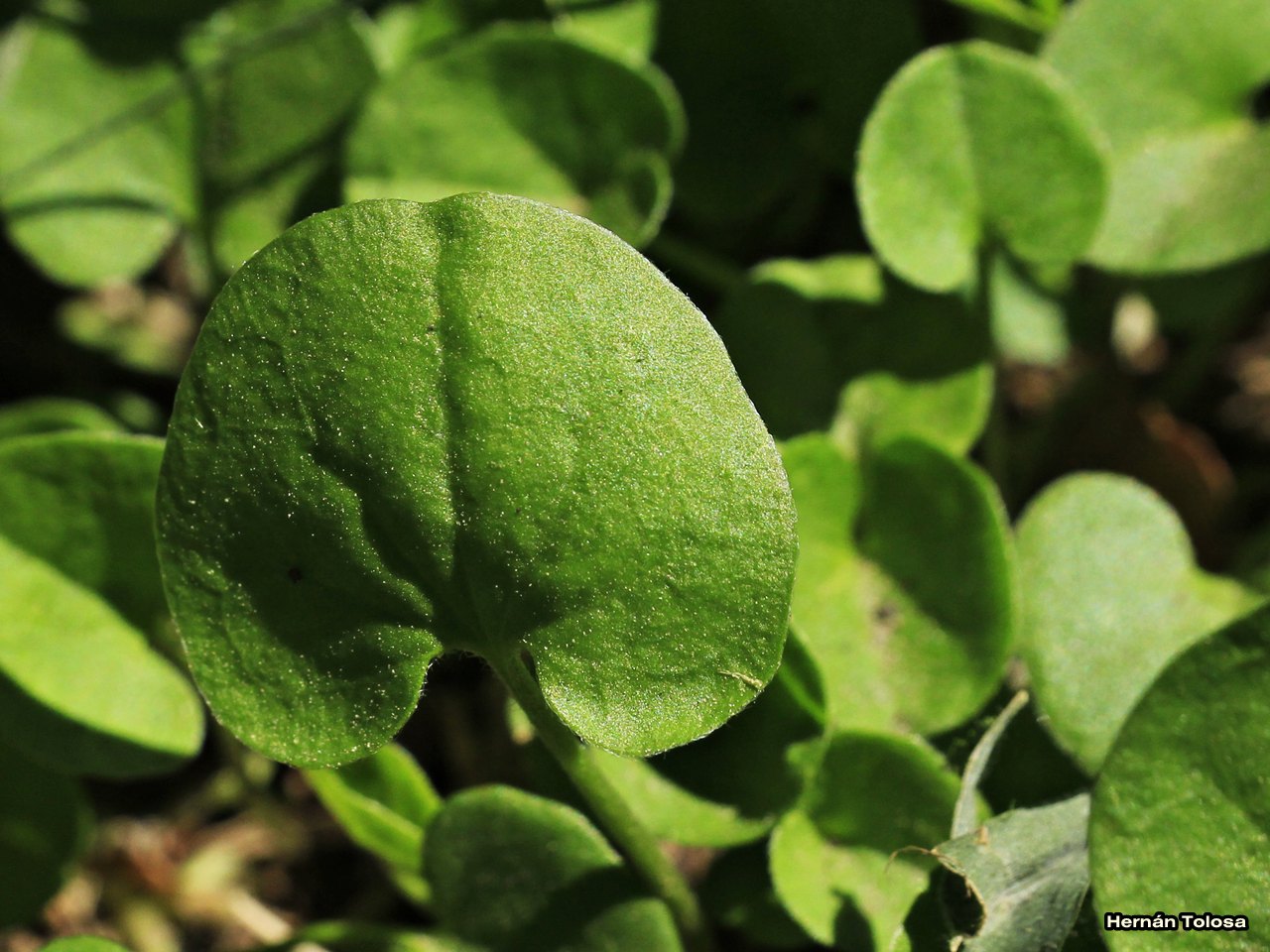 Flora Bonaerense: Oreja de ratón (Dichondra microcalyx)