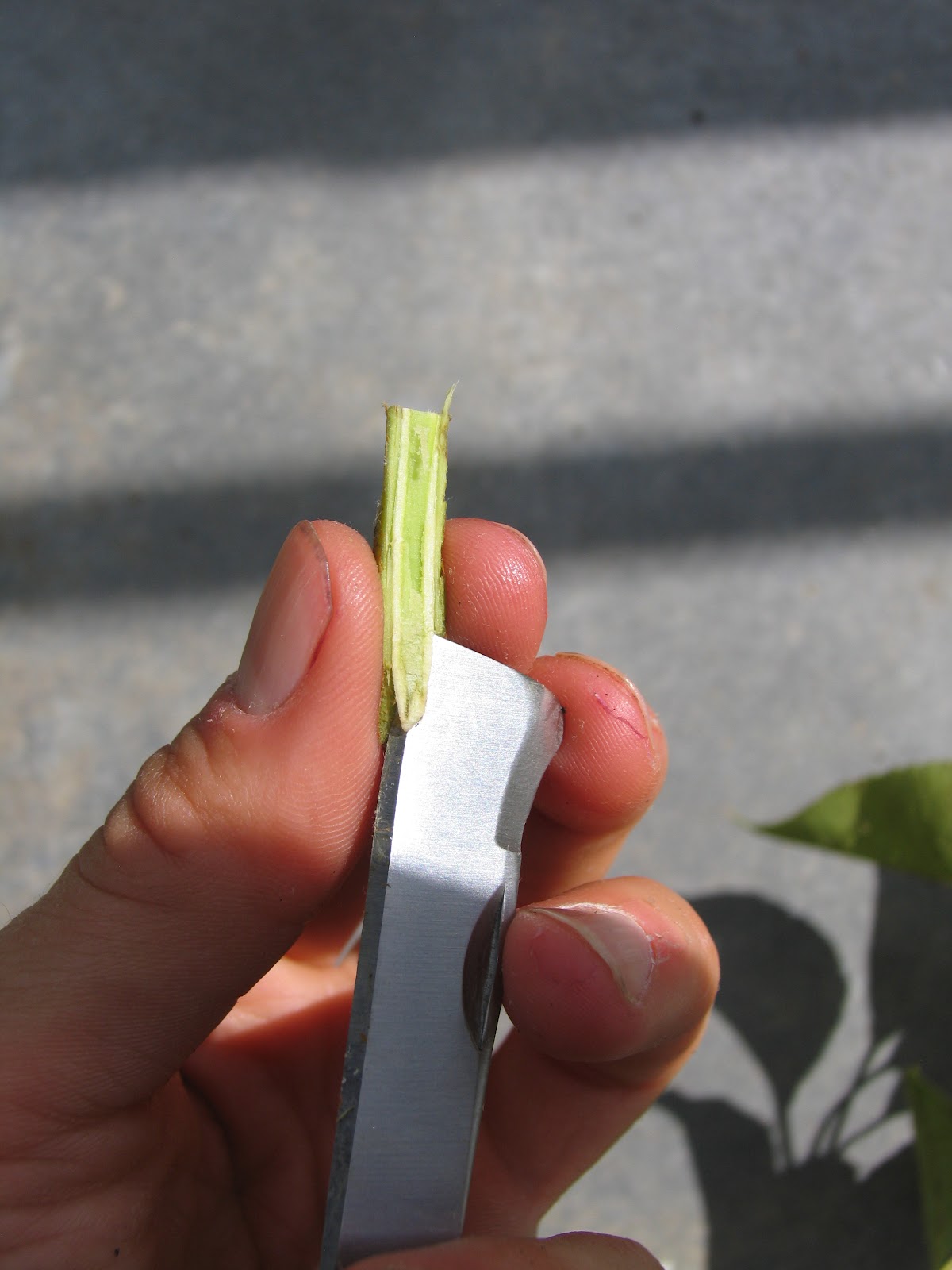 Shield Budding Fruit Trees (epic post) - The Impulsive Gardener