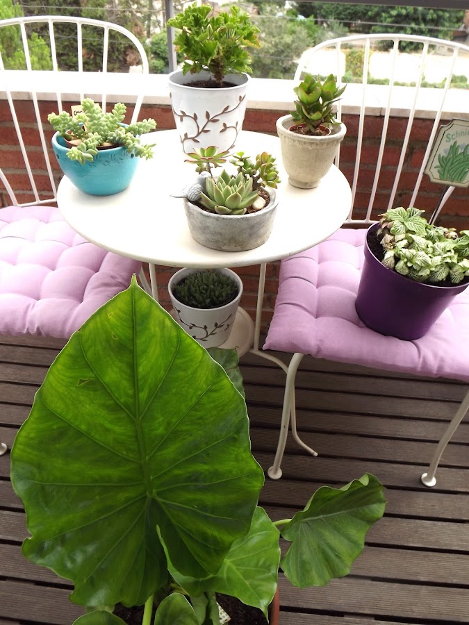 La planta de La Marquesa... | Decoración