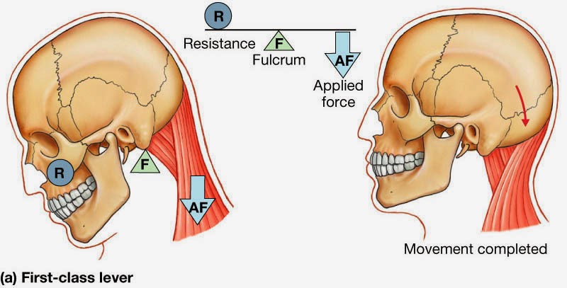 Massage Therapy: What you knead to know.