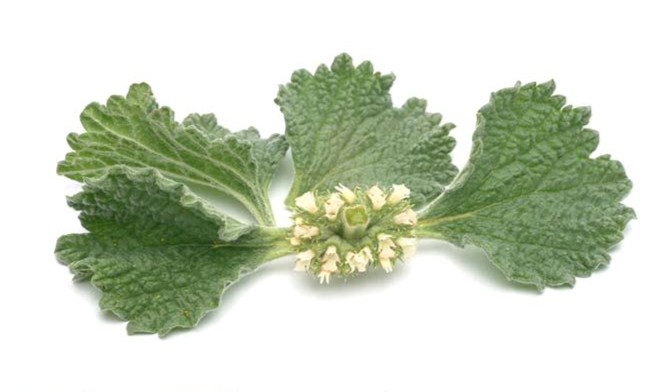 Bianca's koloni: Macina trava