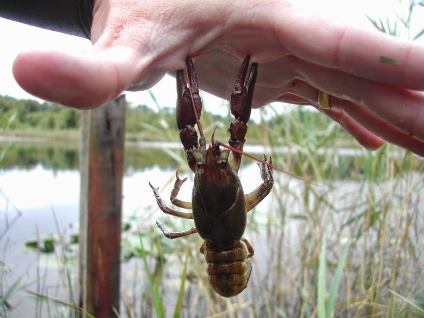 NeuroDojo: Can civil servants defuse a bomb? An Irish crayfish problem