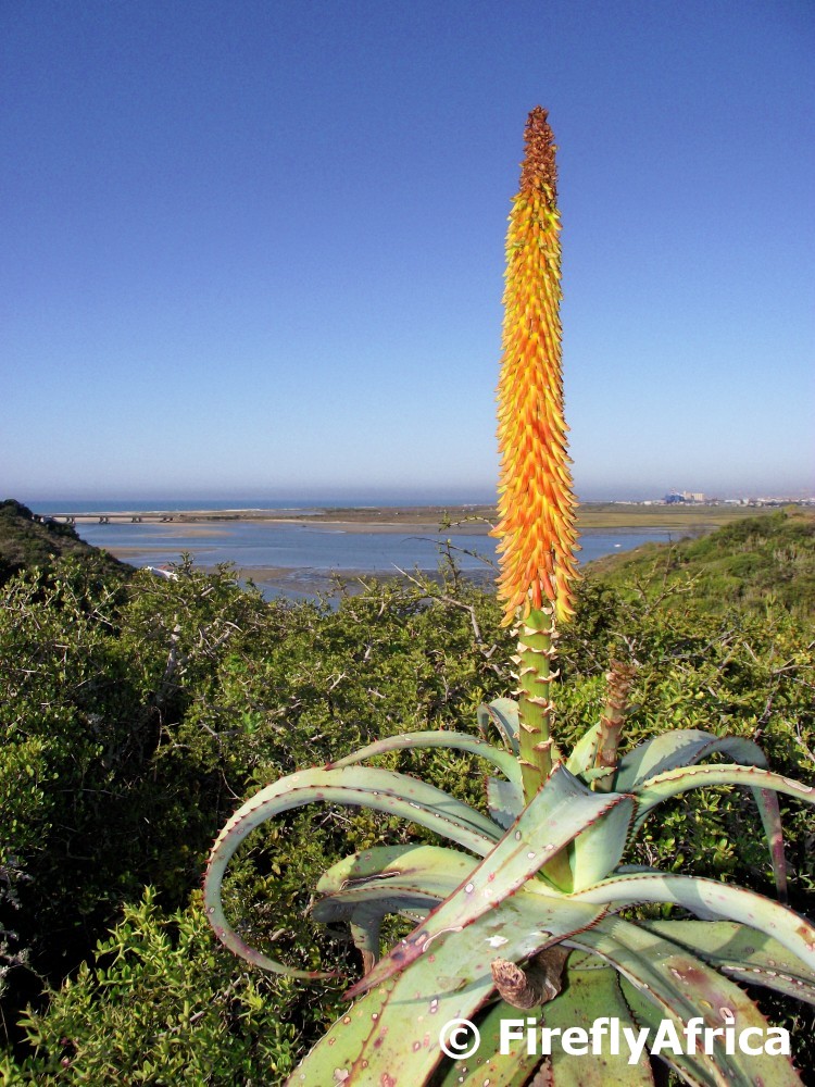 Port Elizabeth Daily Photo: Aloe Reserve view