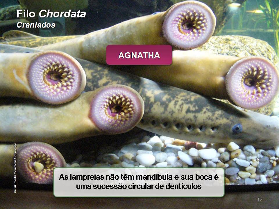 Bio prof. Viviane: Aula - Filo Chordata