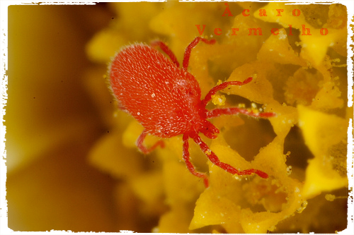 Curiosidades: ÁCARO VERMELHO