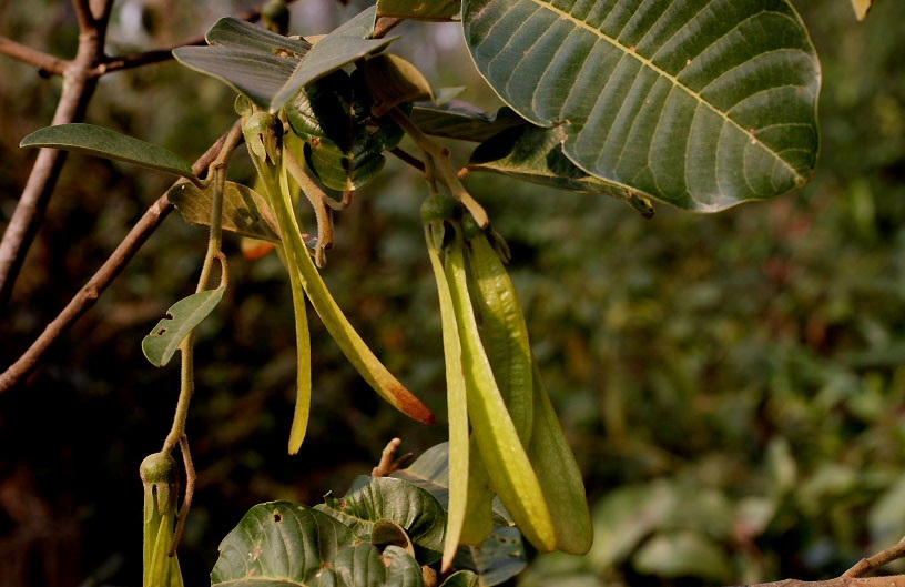 ALAM TUMBUHAN: KELUARGA MERANTI / MERANTIA [Dipterocarpaceae family]