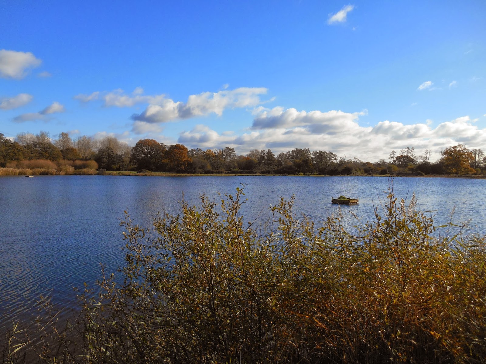Nature Notes and Observations: Testwood Lakes near Totton