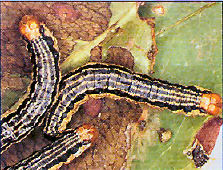 Central Pennsylvania Forestry: Cherry Scallop Moth in Allegheny ...