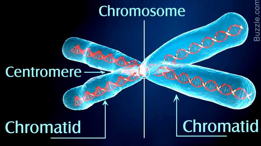Chromosome