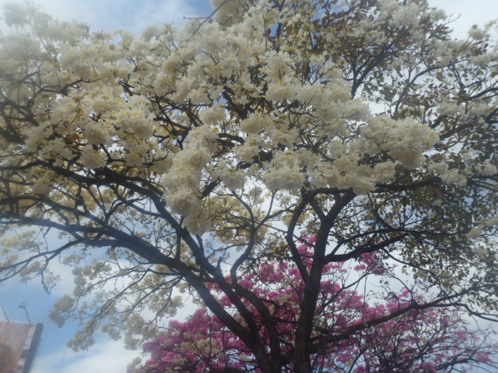 Aromito en flor: Lapacho blanco - Tabebuia