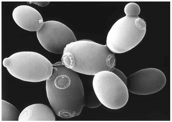 You, but at the Cellular Level: Model Organisms