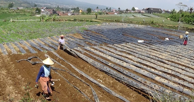 Kentang dan Evolusi Komoditas Pertanian Dieng - Banjarnegara Backpacker