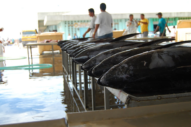 Philippine Tuna Fishing: GENSAN: Simply the best place to live
