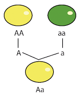 CMI Biología 4º ESO: T-2 Herencia y genética (apuntes)