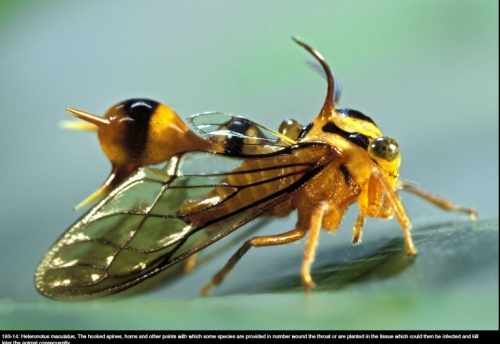 LusoCiências: Membracídeos: Uma Família de Insectos (de outro planeta?!)