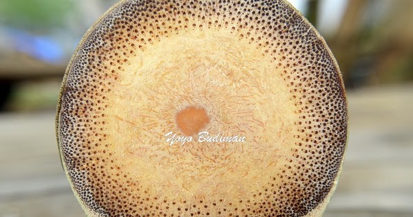 Bambu Indonesia: Anatomi Bambu