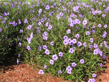 ROWELIA TEGAK ; TANAMAN TAMAN BERBUNGA DENGAN HARGA Rp 2.000,- per ...