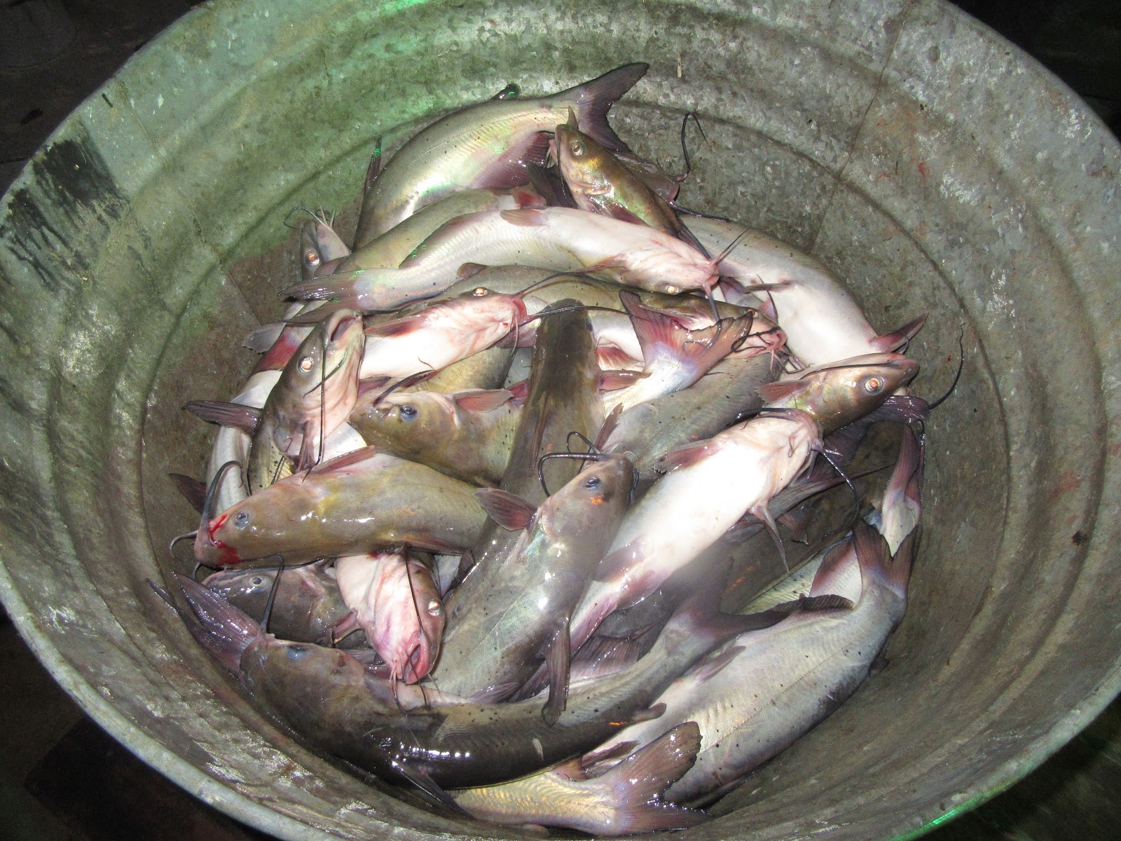 The older you will get...: Hard Fishing Hard Fish Week Day 3...