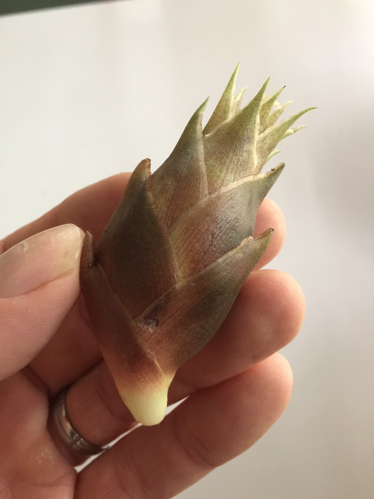 Dave’s Garden: Myoga Ginger