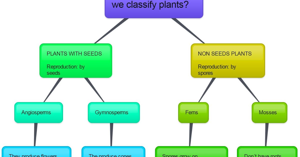 We love learning!!!.: A new mind map about plants.