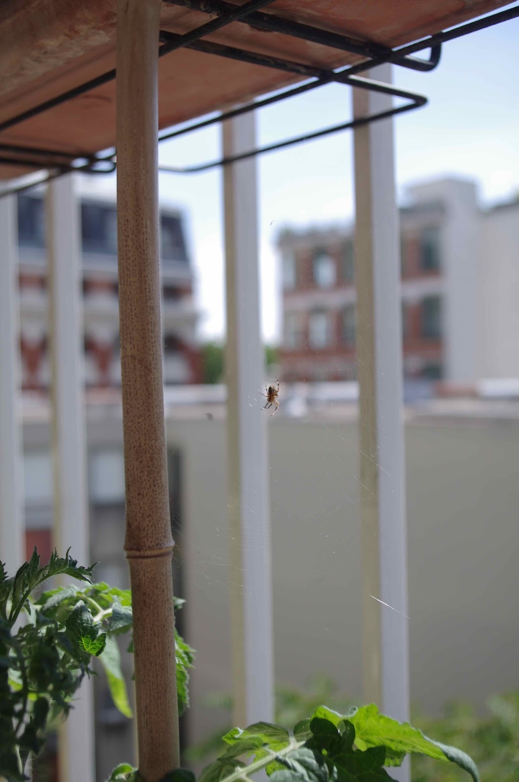 LE POTAGER DE BALCON DE MADAME LAITUE À PARIS : NOUVELLE ACTRICE DE MON ...