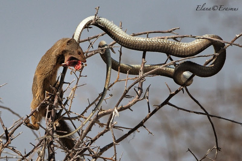 Pashudhan and Animal Science : Mongoose (Nevla)