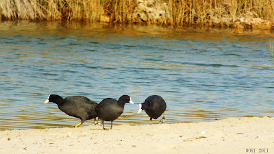 Pasea Menorca: Vida animal en Son Bou