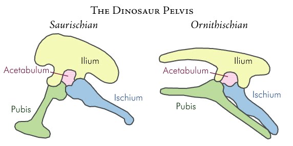 Biology of the Reptilia: Lab #4: Dinosauria - Cait Falasco & Chris Koch
