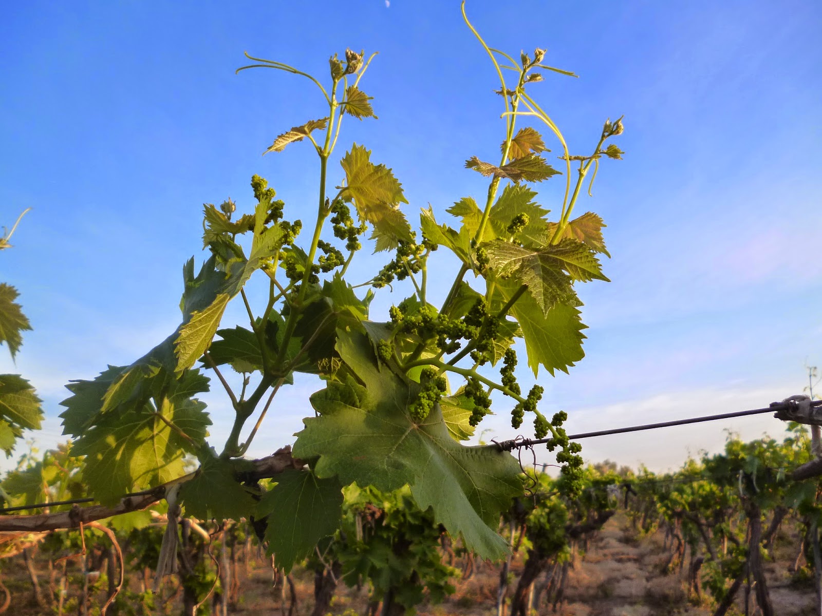 Rodrigo S. Espíndola: Torrontés: estado normal para la época. Brotes de ...
