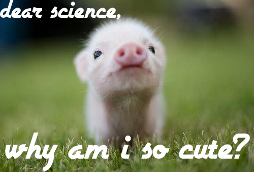 The Pineneedle Collective: Triple Kitten Part 2 & The Science of Cute