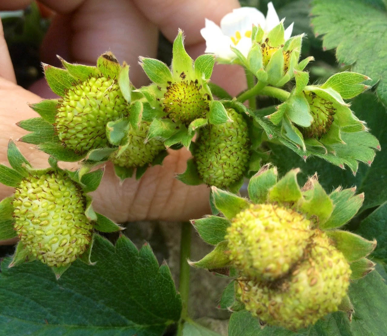 REPRODUCCION DE FRESAS: Fresas Bronceadas en Puerto Rico