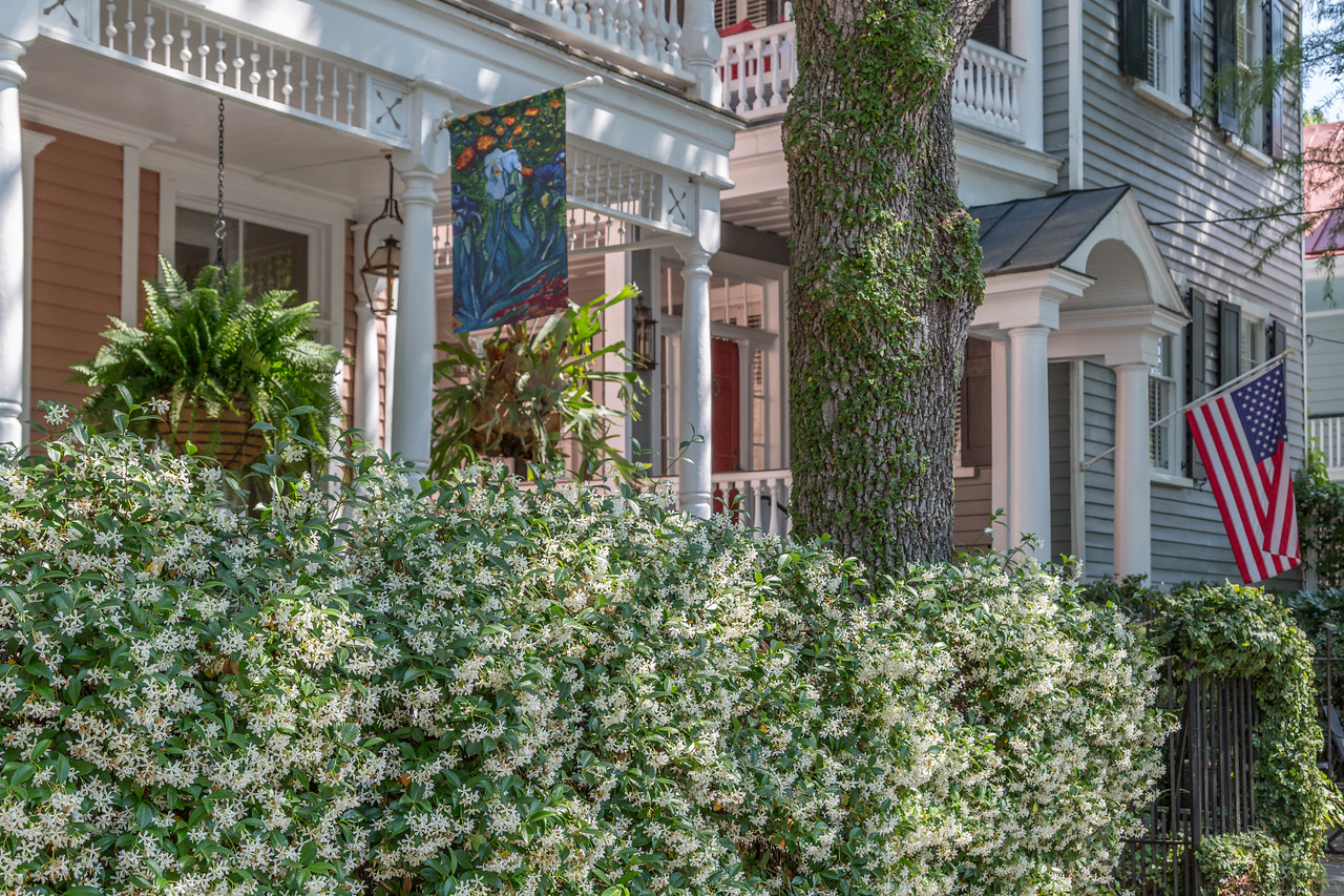 Charleston Daily Photo: It's Jasmine time!