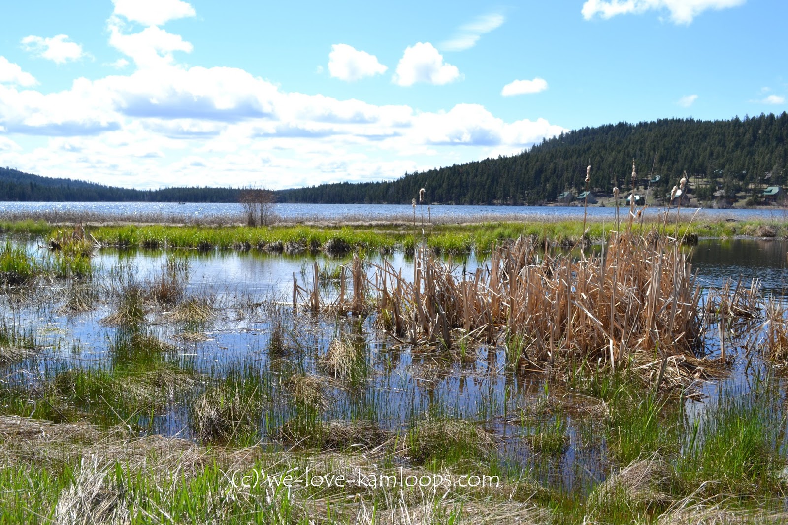 we-love-kamloops: The Many Birds of Peter Hope Lake ~ Eagles