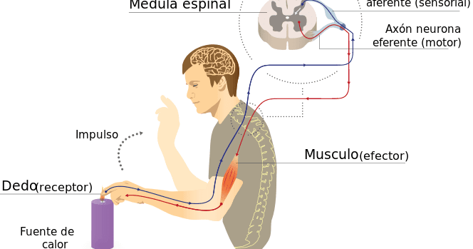 ENDLESS FORMS MOST BEAUTIFUL: L'acte reflex