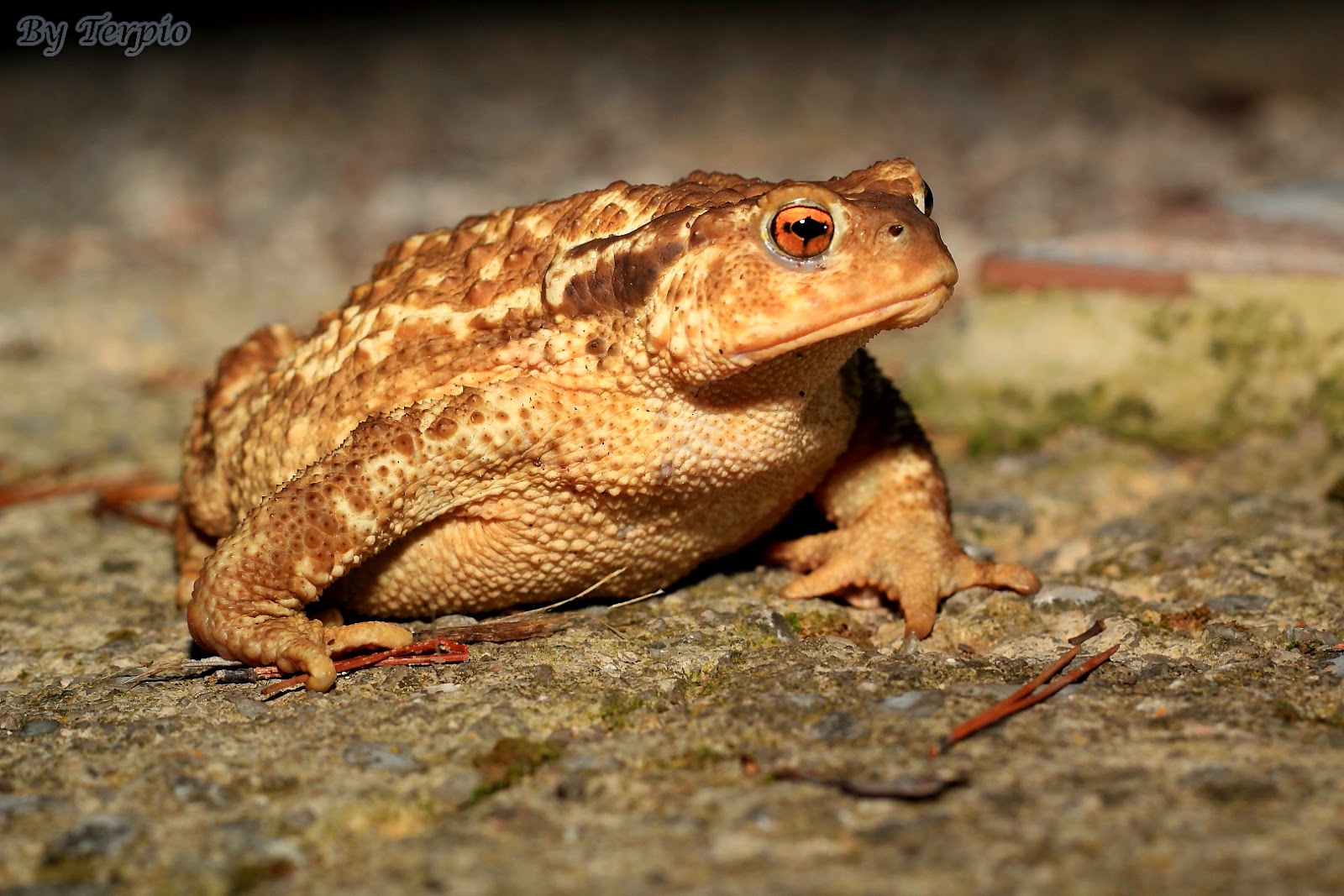 Viajes, Salidas, Naturaleza, (Fotografía).: Sapo Común (Buffo Buffo).