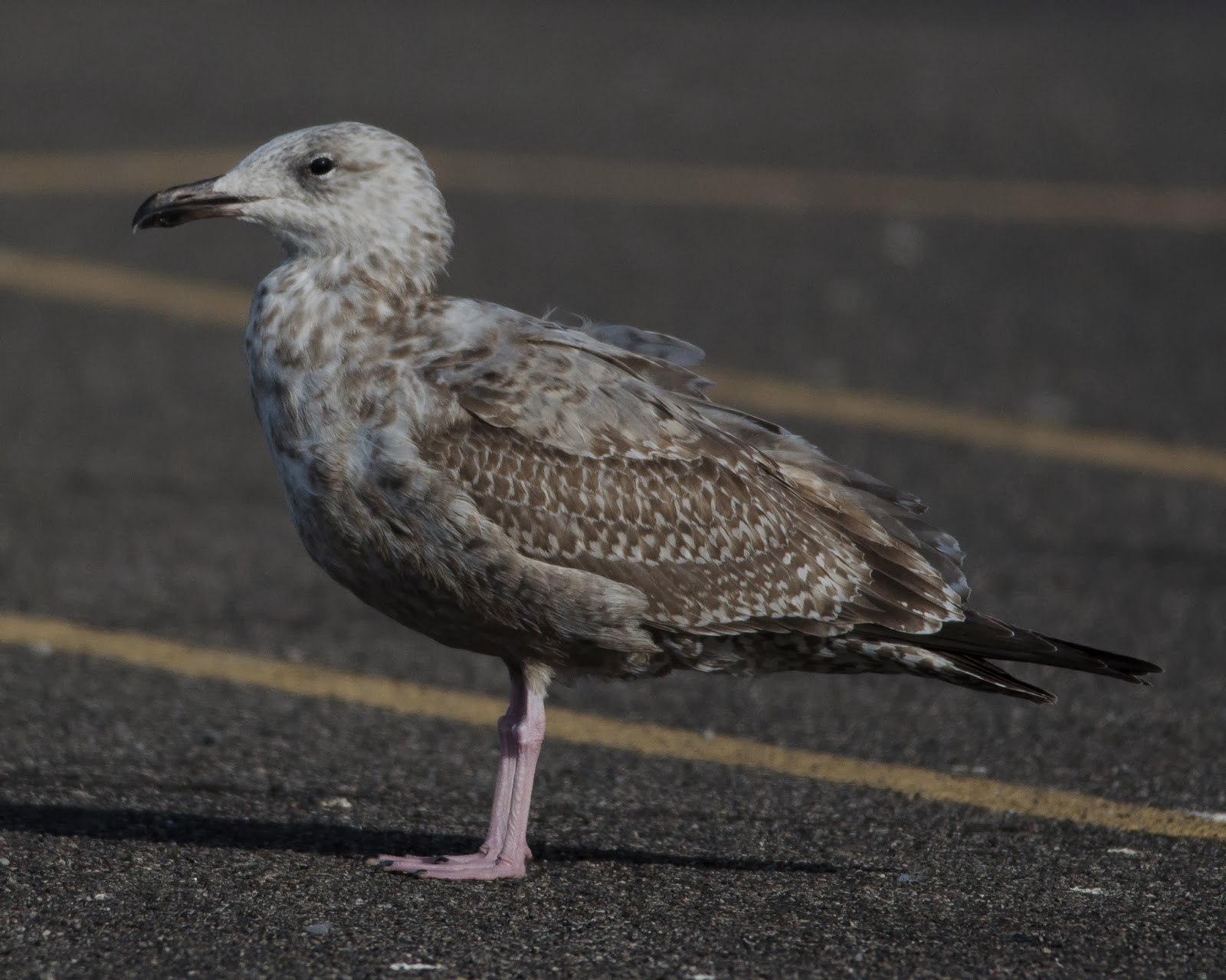Gordon's Birding Adventures: Lake Havasu - (Arizona's west coast)