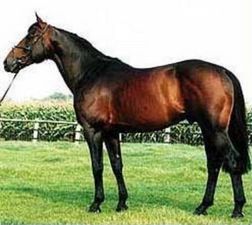 Springstone Horses: Breeding the Show Jumper - Influence of the Selle ...