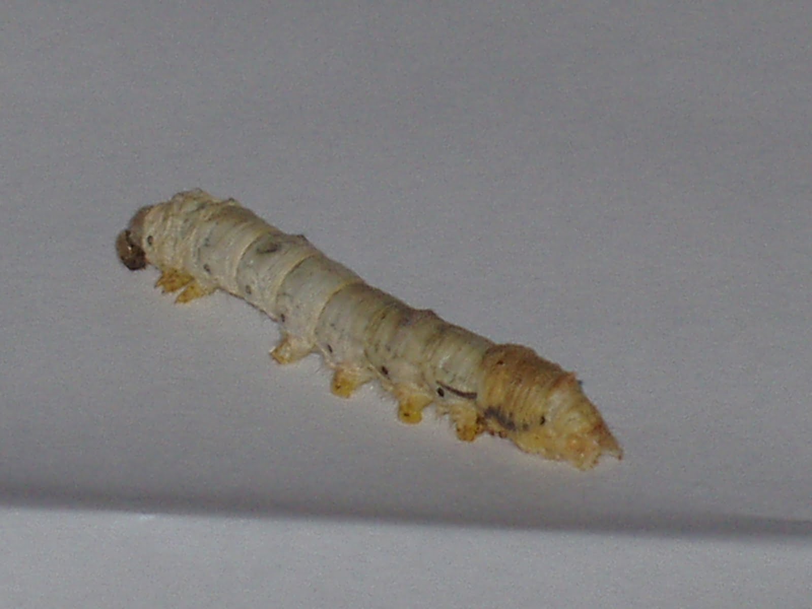 EL LABORATORIO DEL COLE: GUSANOS DE SEDA