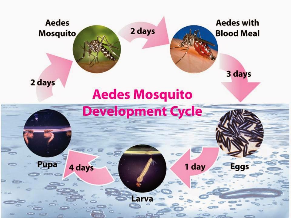 Dengue Patrol SKPJ 2015: Dengue and the Aedes aegypti mosquito