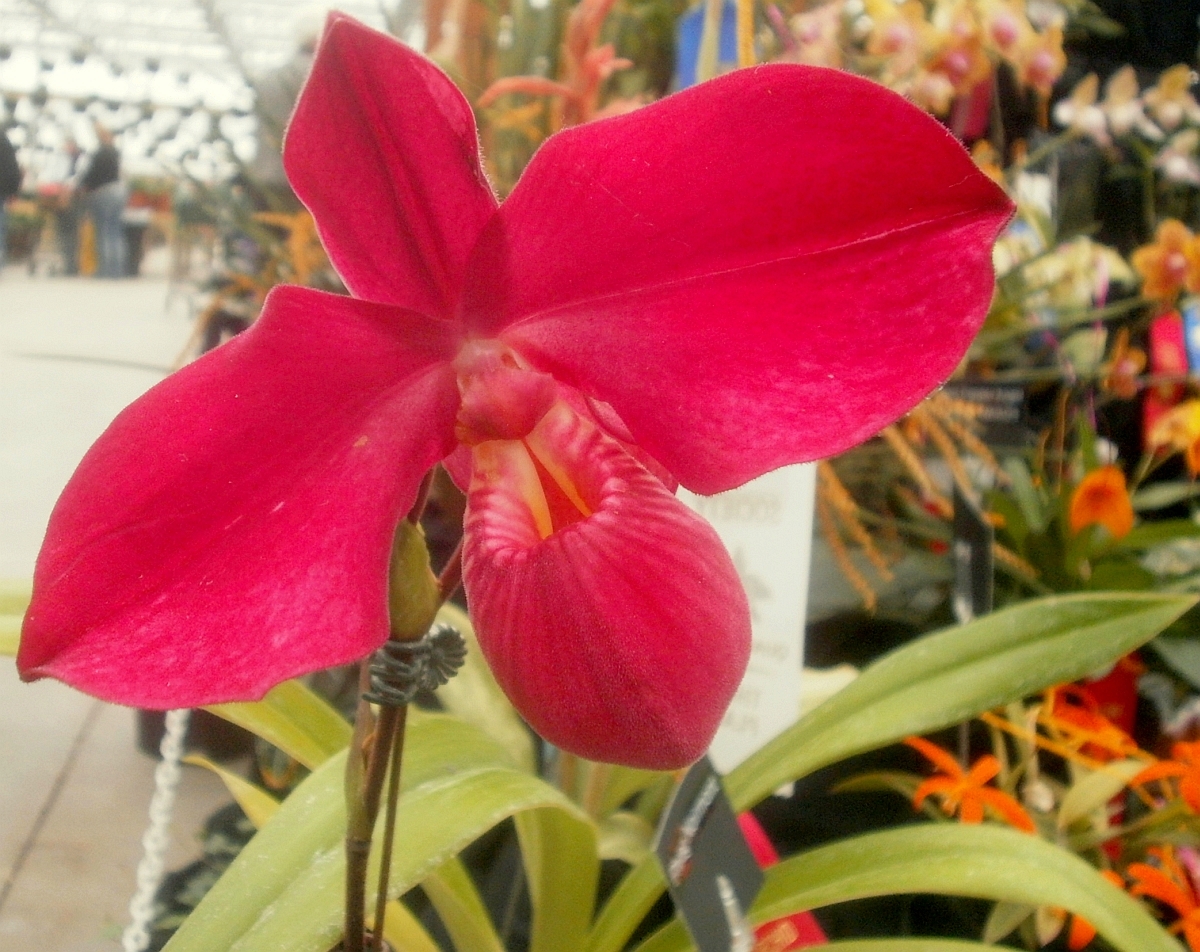 Plants are the Strangest People: Pretty picture: Phragmipedium Haley Decker