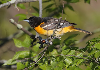 See What I See: Ocean City NJ wildlife -small birds