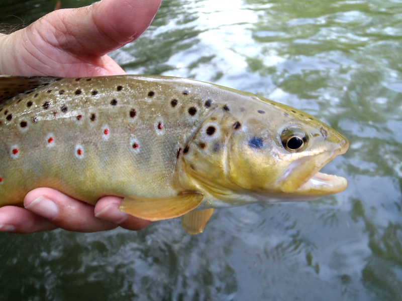Passinthru Outdoors: Spring Creek Brown Trout