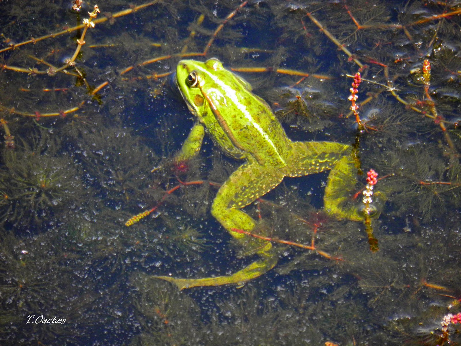 PASARI DIN ROMANIA: AMFIBIENI, Broaste, salamandre, tritoni