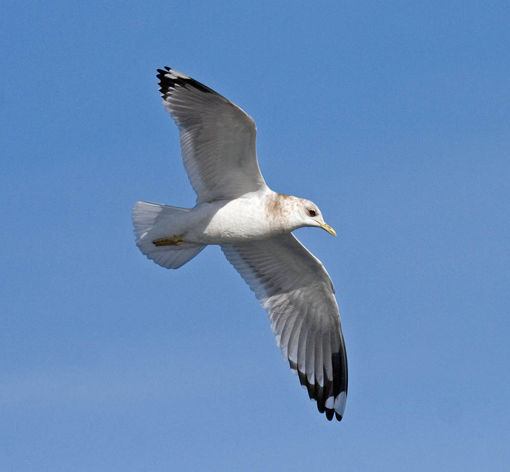 Mew Gull - Greg in San Diego