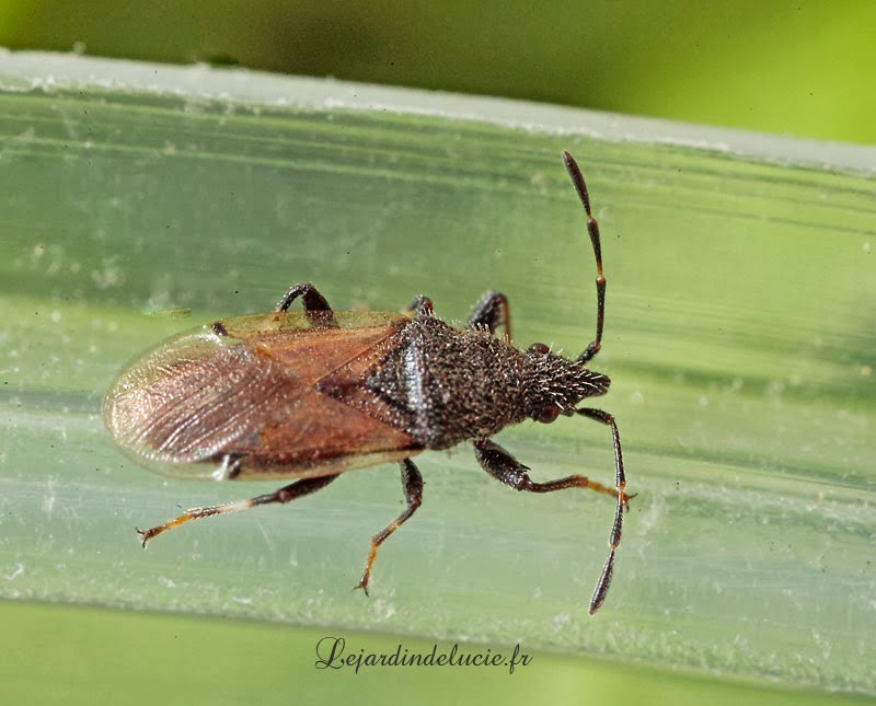 Oxycarenus lavaterae et Oxycarenus hyalinipennis