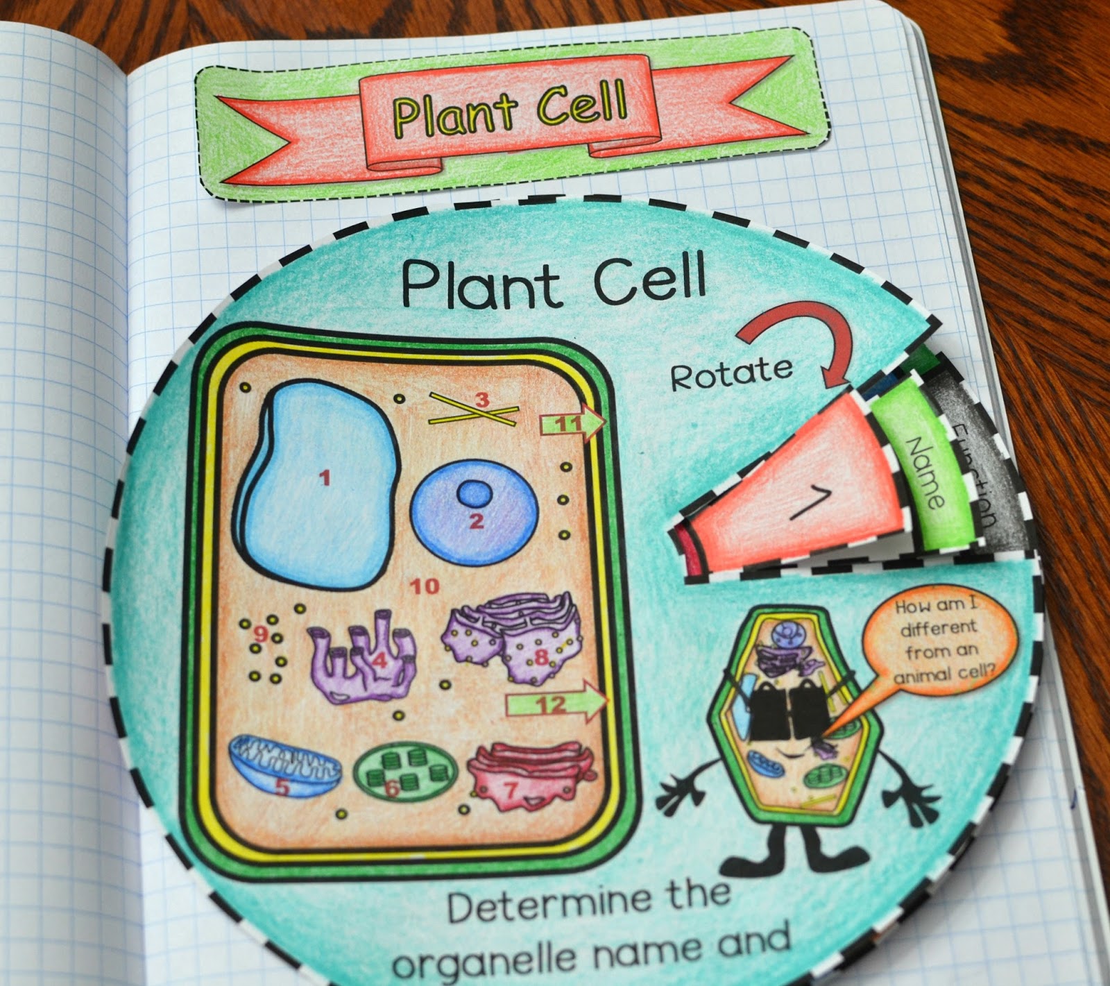 Math in Demand: Plant Cell Foldable
